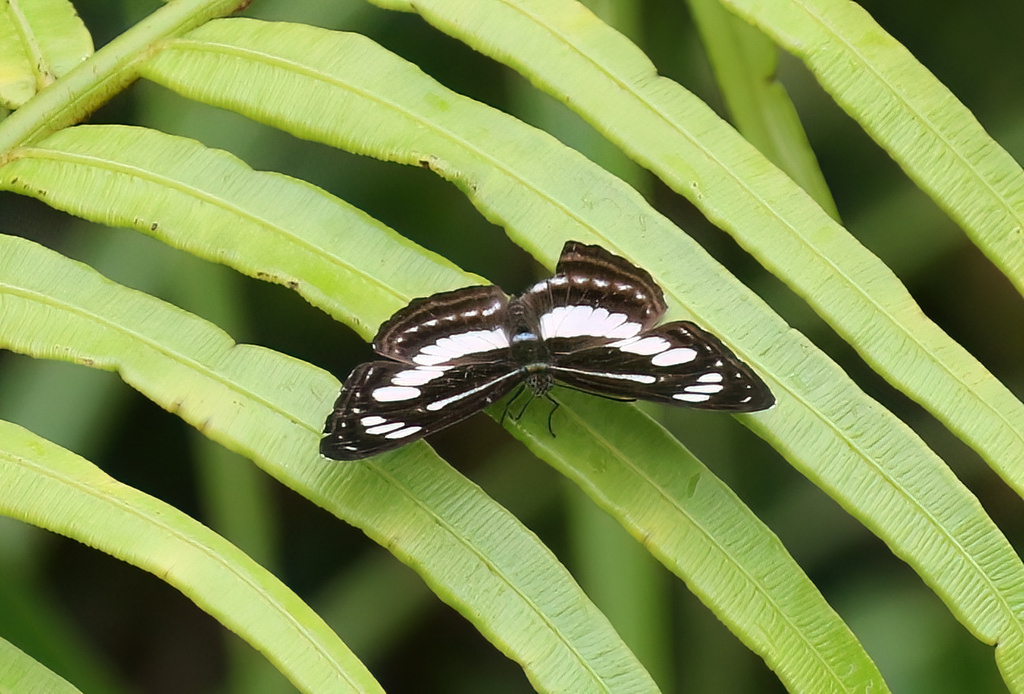 Athyma alcamene from Sibulan, Negros Oriental, Philippines on July 23 ...