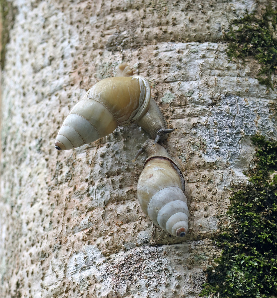 Camaenidae from San Jose, Negros Oriental, Philippines on July 23, 2023 at 11:23 PM by Robin ...