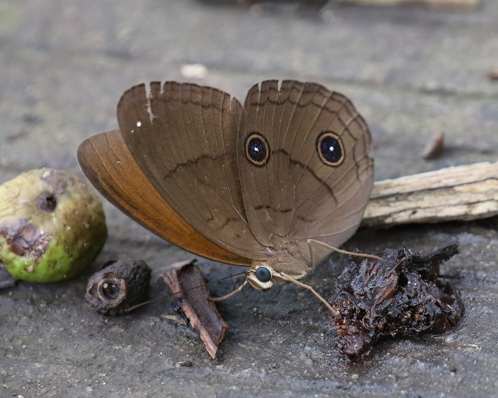 Faunis phaon from San Jose, Negros Oriental, Philippines on July 23 ...