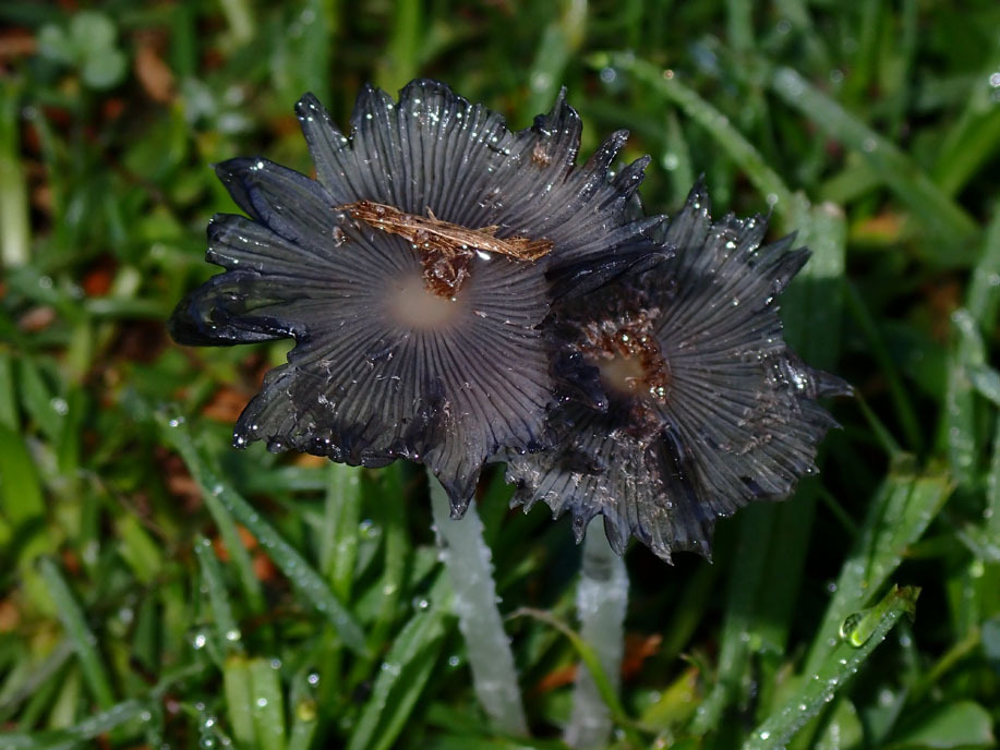 hare's foot inkcap from Los Angeles, CA, USA on August 25, 2023 at 08: ...
