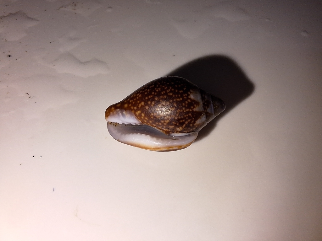 Columbella fuscata from Manta, Ecuador on July 11, 2023 at 07:27 PM by ...