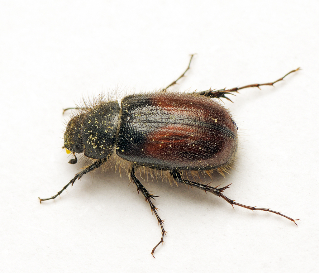 June Beetles from Canberra Central, ACT, Australia on August 27, 2023 ...