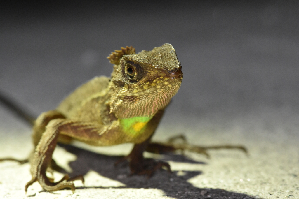 Anderson's Mountain lizard from 中国西藏自治区林芝市墨脱县 on June 10, 2018 at 12:46 ...