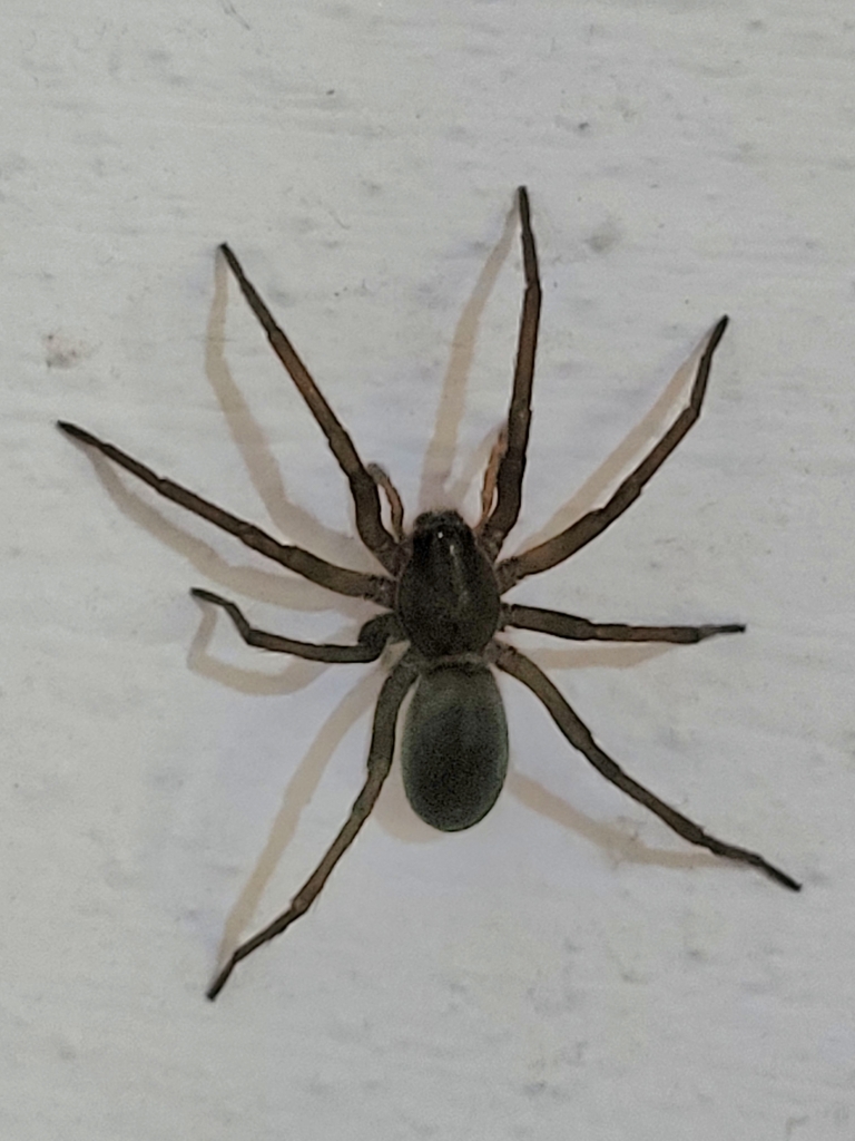 Zorocrates from 35192 Dgo., México on August 25, 2023 at 04:23 PM by ...