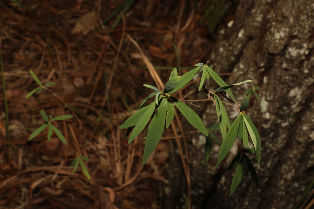 Bootlace Plant from Ormeau Hills QLD 4208, Australia on August 27, 2023 ...