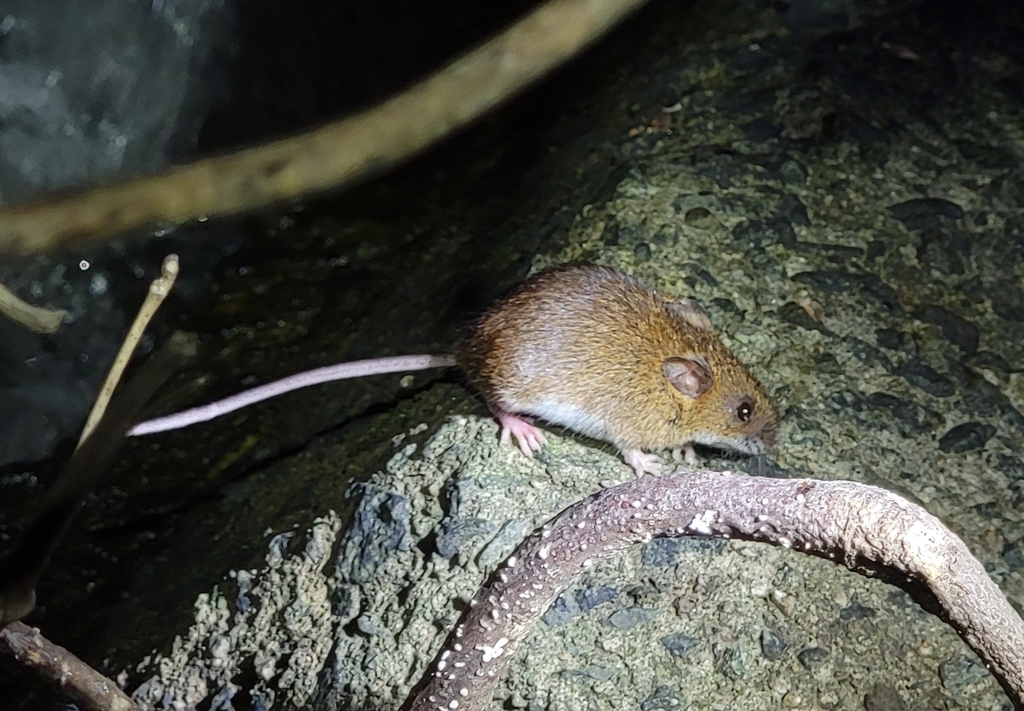 Small Japanese Field Mouse from Daisen, JP-TT, JP on August 26, 2023 at ...