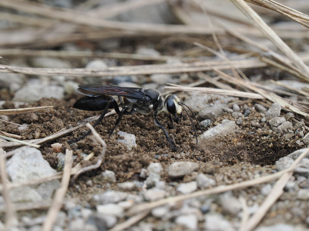 Sphex argentatus fumosus from 水橋中村, 富山市, 富山県, JP on August 27, 2022 at ...