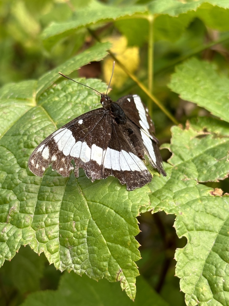 Weidemeyer's Admiral from Grand Teton National Park, Jackson, WY, US on ...