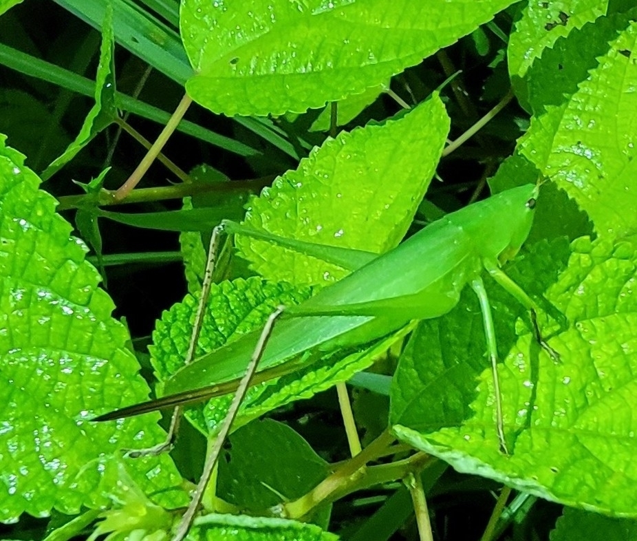 Ruspolia lineosa from Daisen, JP-TT, JP on August 26, 2023 at 10:15 PM ...