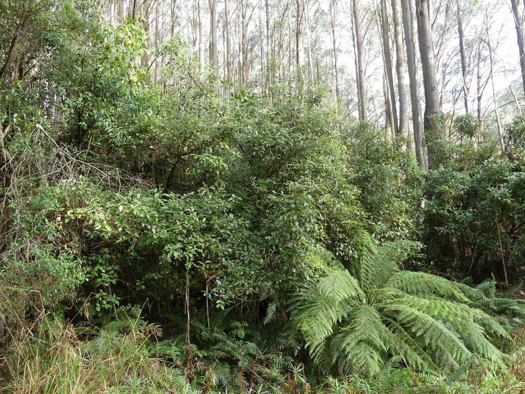 musk daisy-bush from Bemboka NSW 2550, Australia on August 27, 2023 at ...