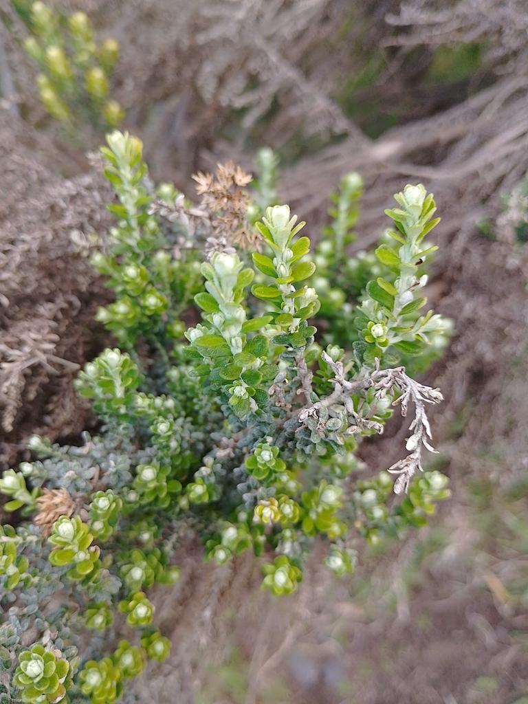 Tauhinu from Otago, New Zealand on August 25, 2023 at 02:07 PM by ...