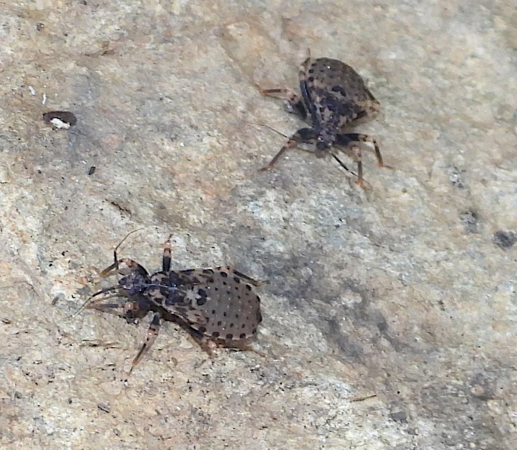 Assassin Bugs from Wightman Reserve, Arana Hills, QLD, Australia on ...