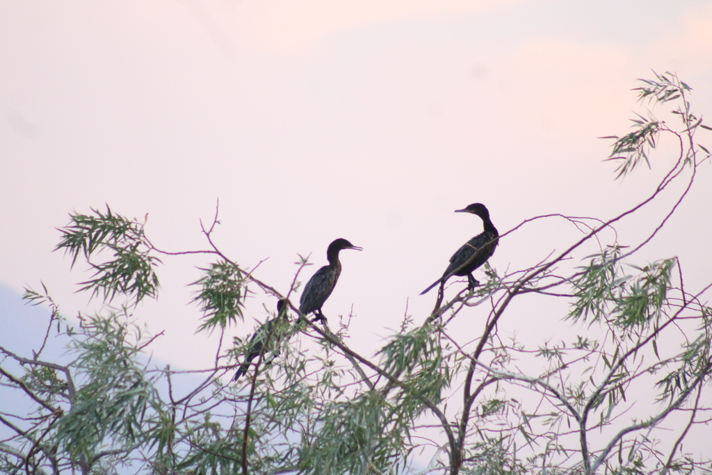 Neotropic Cormorant from Ajijic, Jal. on May 12, 2023 at 06:40 PM by ...