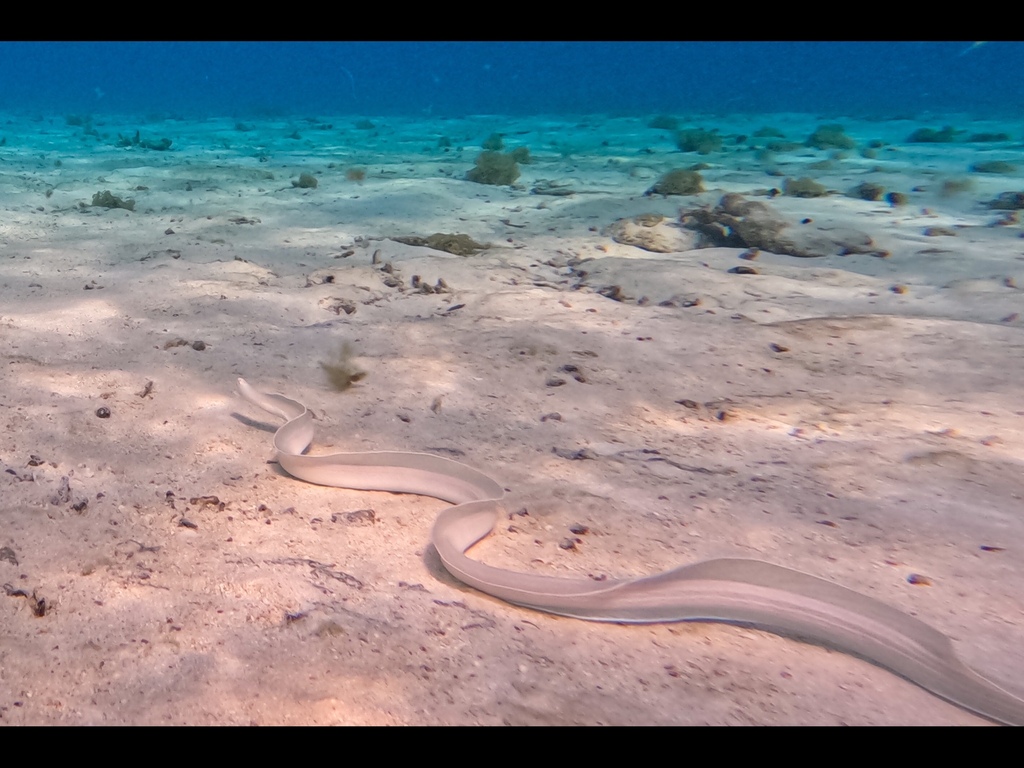 True Eels from South Pacific Ocean, Polynésie française, PF on August ...