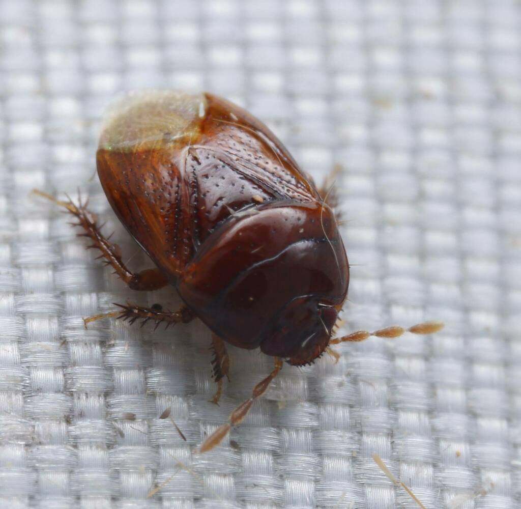Chilocoris piceus from 广西壮族自治区北海市合浦县山口镇 邮政编码: 536122 on August 26, 2023 ...