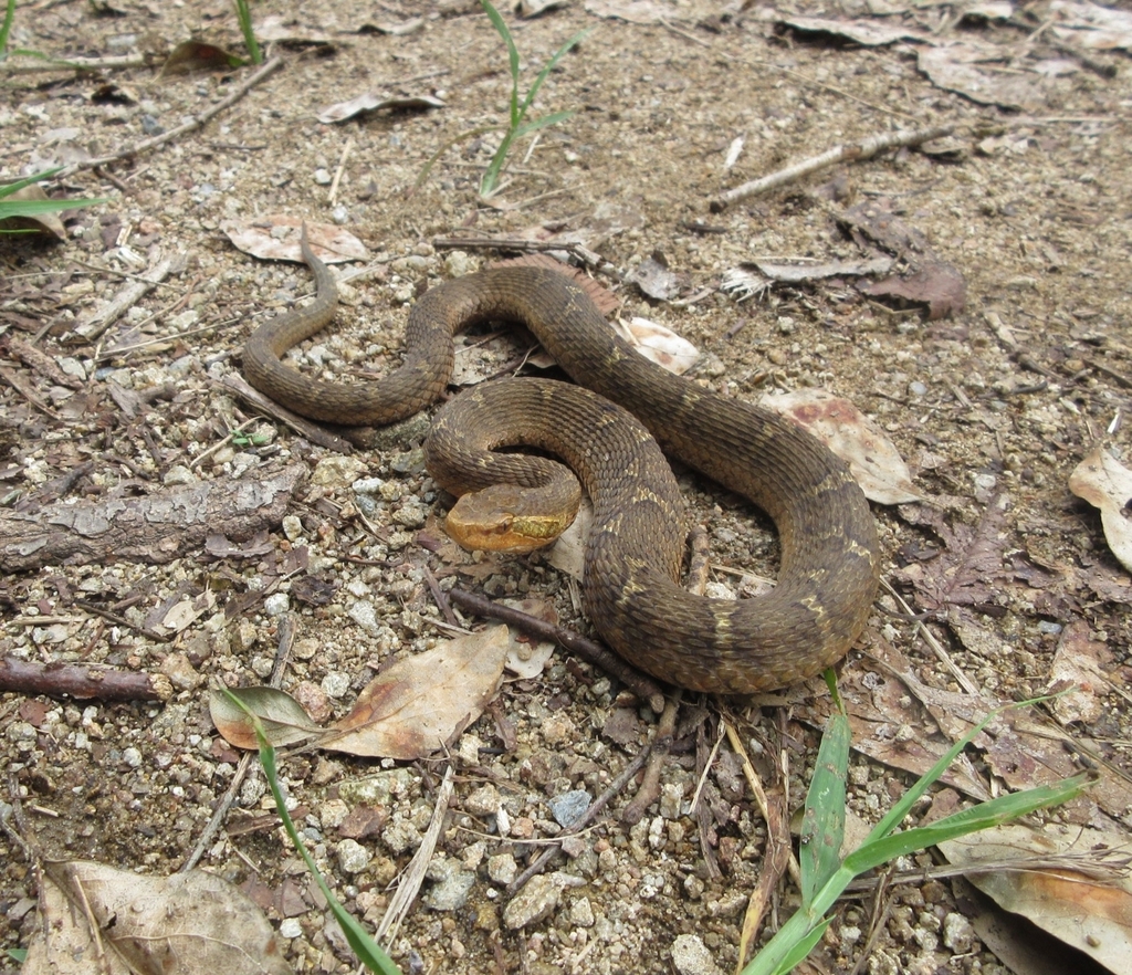 Ussuri Mamushi in August 2023 by Yucheol Shin · iNaturalist
