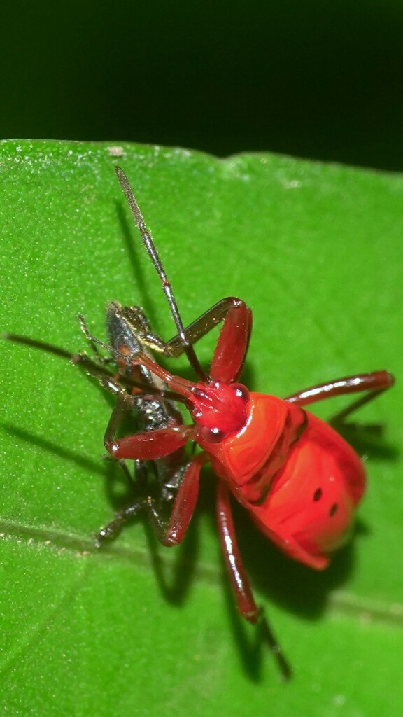 Antilochus coquebertii from Kandivali, Kandivali West, Mumbai ...