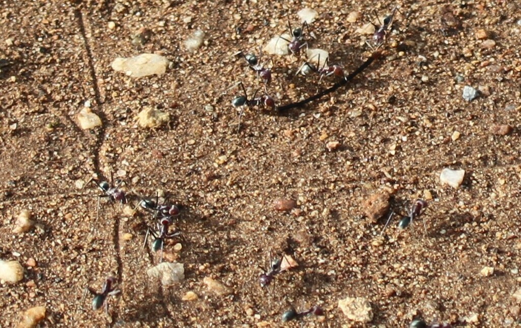 Southern Meat Ant from Maluku Barat Daya Regency, Maluku, Indonesia on ...