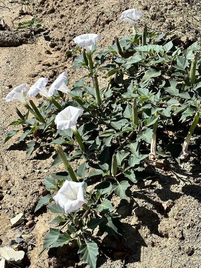 Sacred Datura from Orange County, CA, USA on August 25, 2023 at 10:10 ...