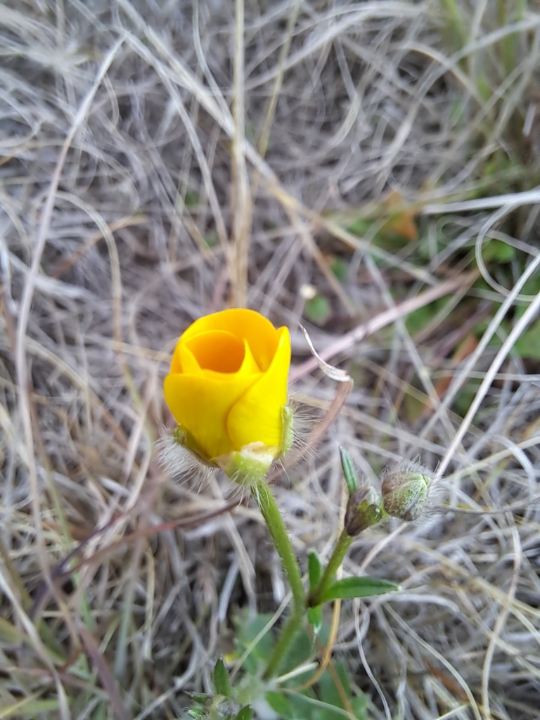Australian Buttercup from Inverell - Pt B, AU-NS, AU on August 27, 2023 ...