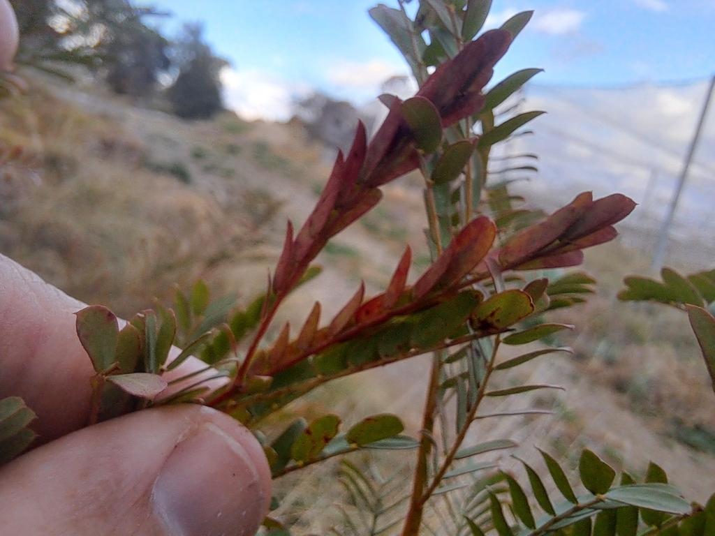 Red Stem Wattle from Inverell - Pt B, AU-NS, AU on August 27, 2023 at ...
