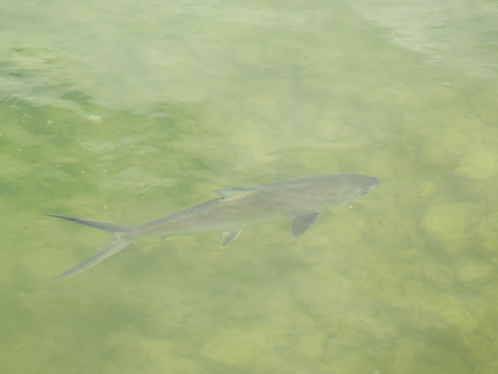 Milkfish from Puako, HI, USA on October 2, 2022 at 04:46 PM by ginger ...