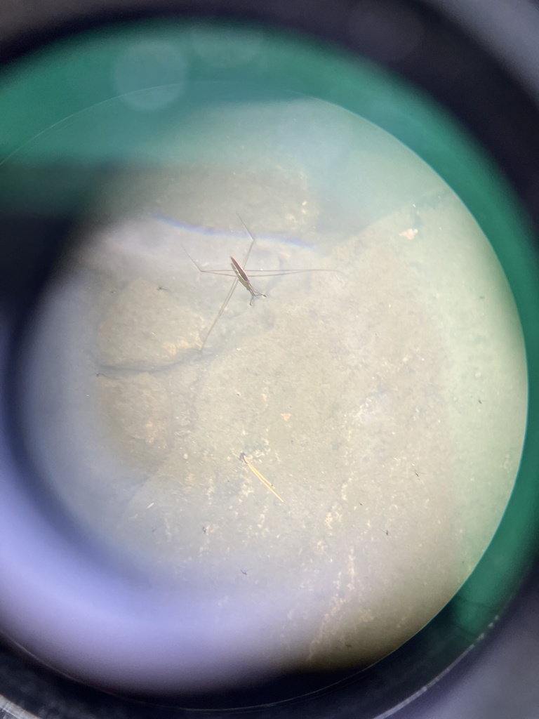 Giant Water Strider from Daqishan National Forest Park, Hangzhou ...