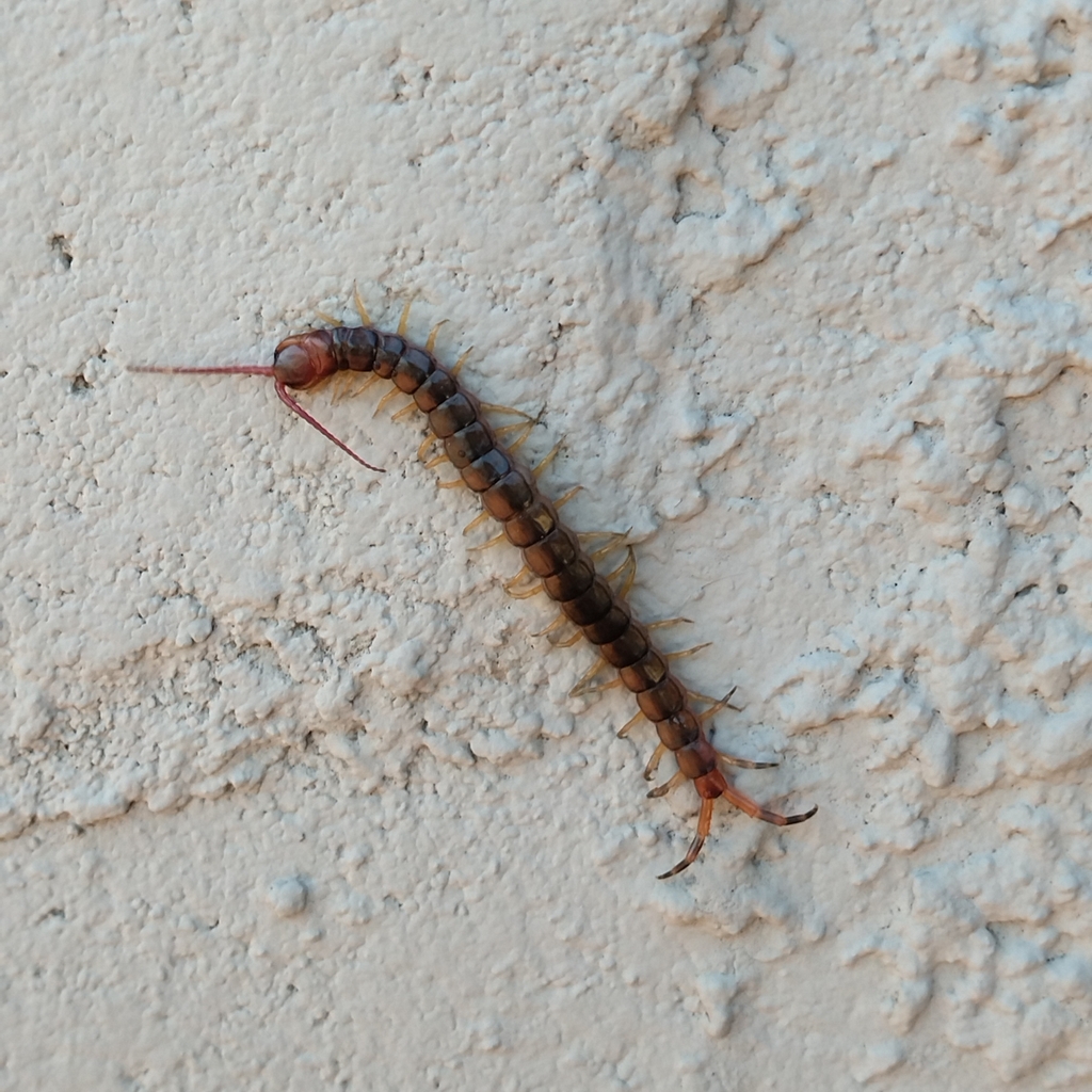 Scolopendra angulata from 52X9+252, Valle de la Pascua 2350, Guárico ...
