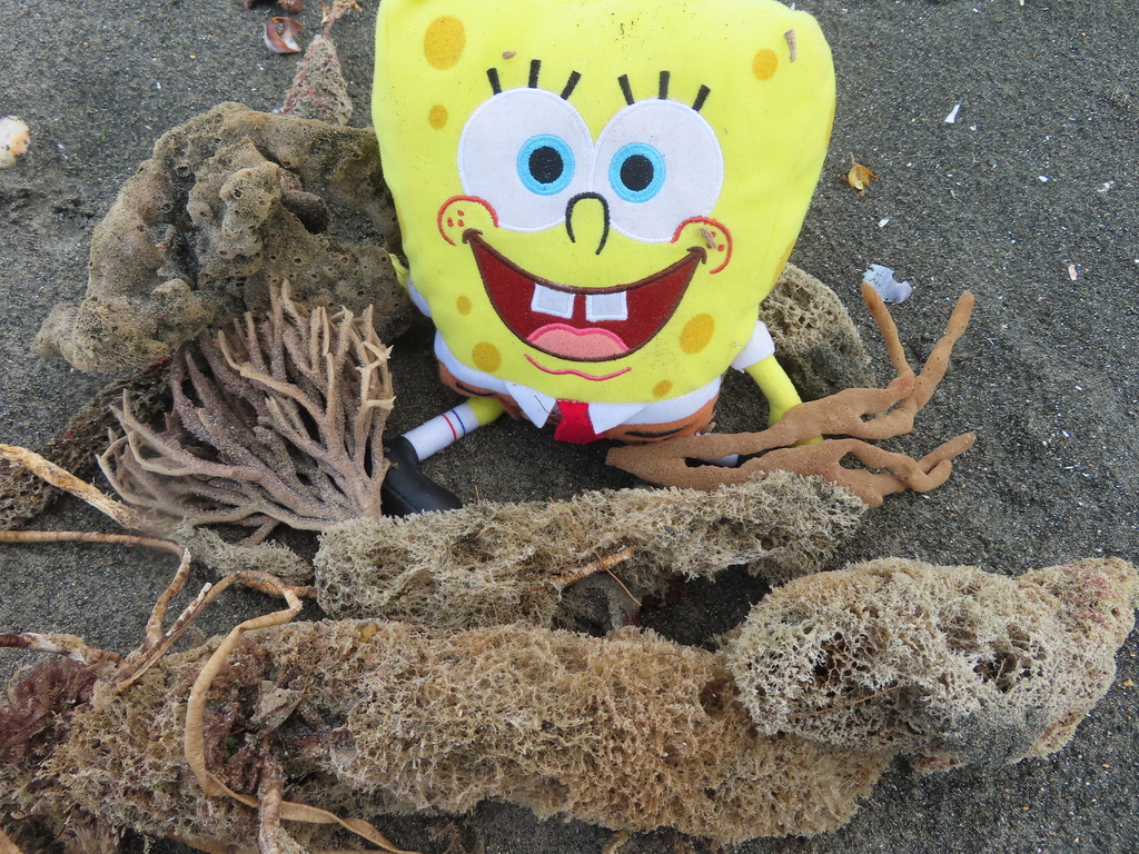 Sponges from Riverton / Aparima, New Zealand on August 27, 2023 at 05: ...
