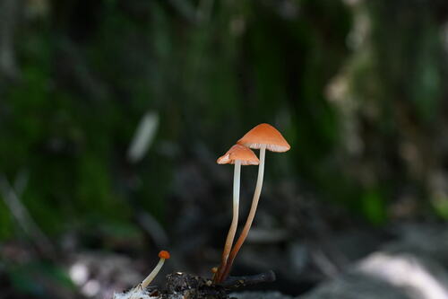 Marasmius opulentus · iNaturalist Mexico