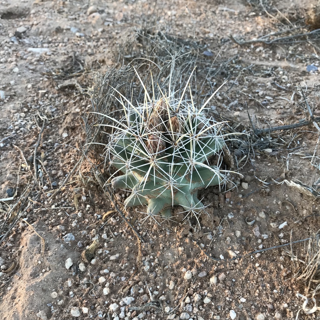 Long-tubercled Cory Cactus in August 2023 by pwhyder · iNaturalist