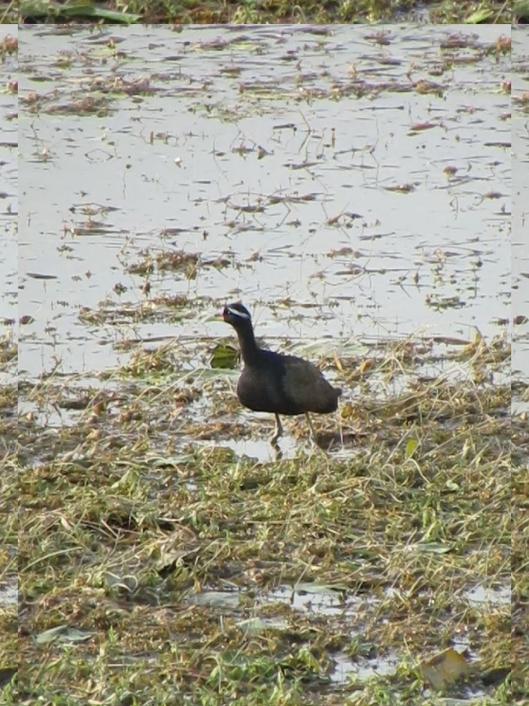 Bronze-winged Jacana from Udham Singh Nagar, IN-UT, IN on June 11, 2023 at 12:25 PM by Bikkee ...