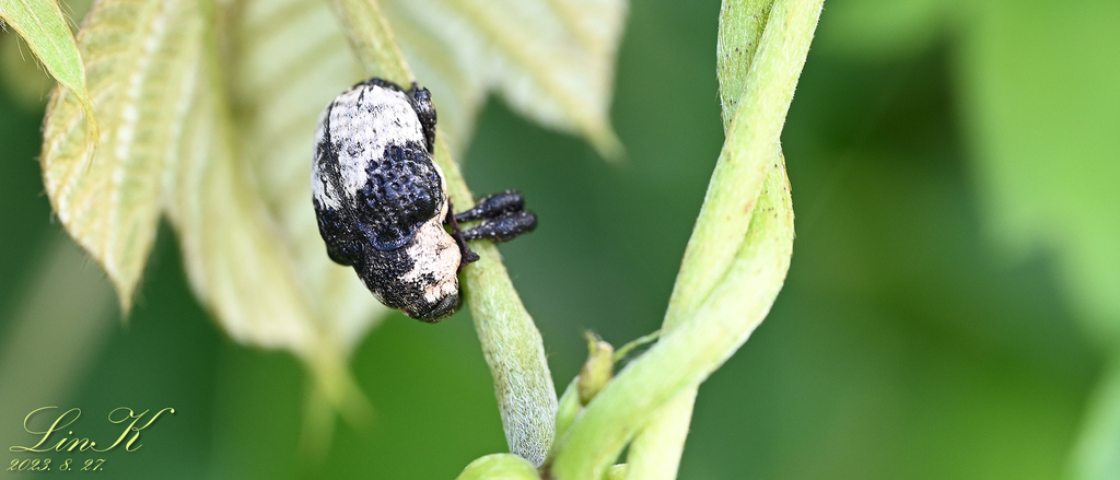 Sternuchopsis trifida from 대한민국 충청남도 서산시 운산면 on August 27, 2023 at 09: ...