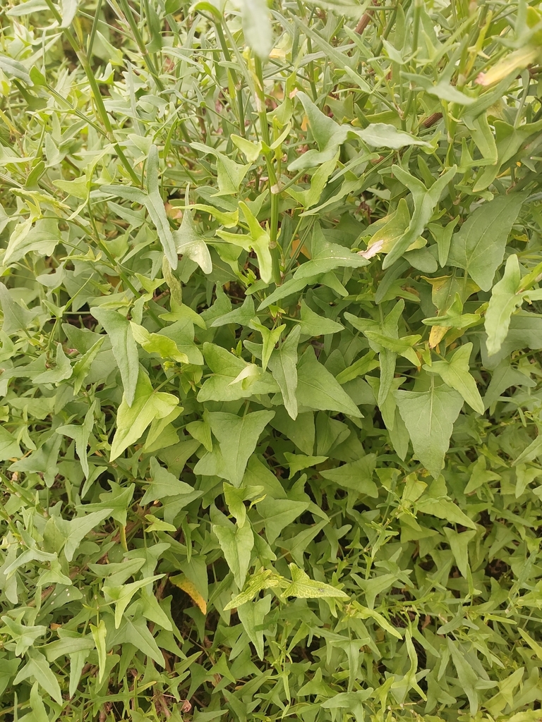 Rumex hastatus from China, Yun Nan Sheng, Kun Ming Shi, Xi Shan Qu, 海埂路 ...