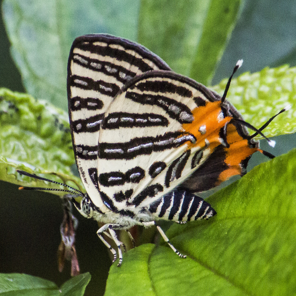 Club Silverline from 台灣台東縣 on August 20, 2023 at 12:57 PM by 野一點 A ...
