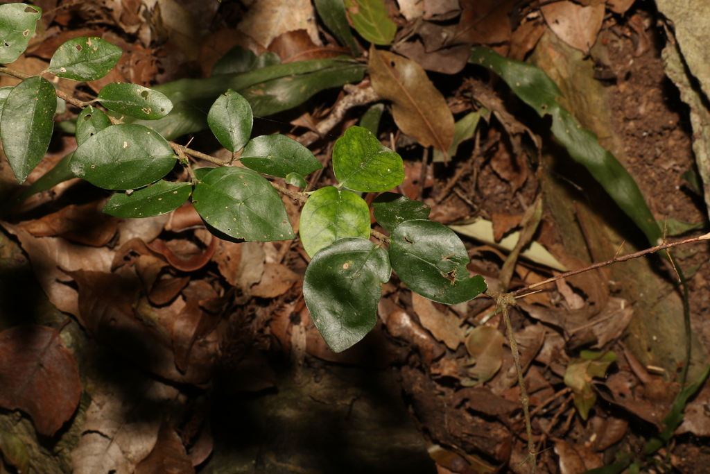 Randia moorei from Kingsholme QLD 4208, Australia on August 27, 2023 at ...