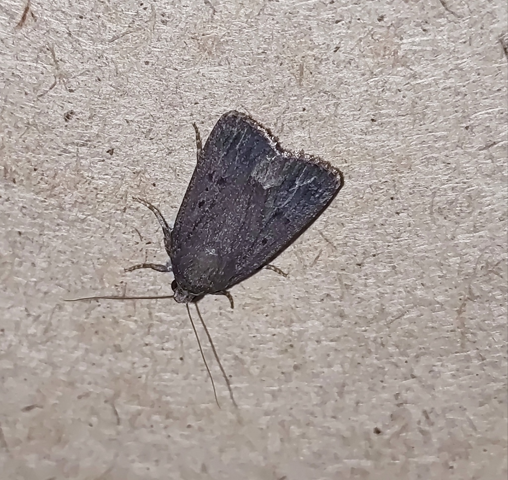 Mouse Moth from Teykovskiy rayon, Ivanovo, Russia on August 27, 2023 at ...