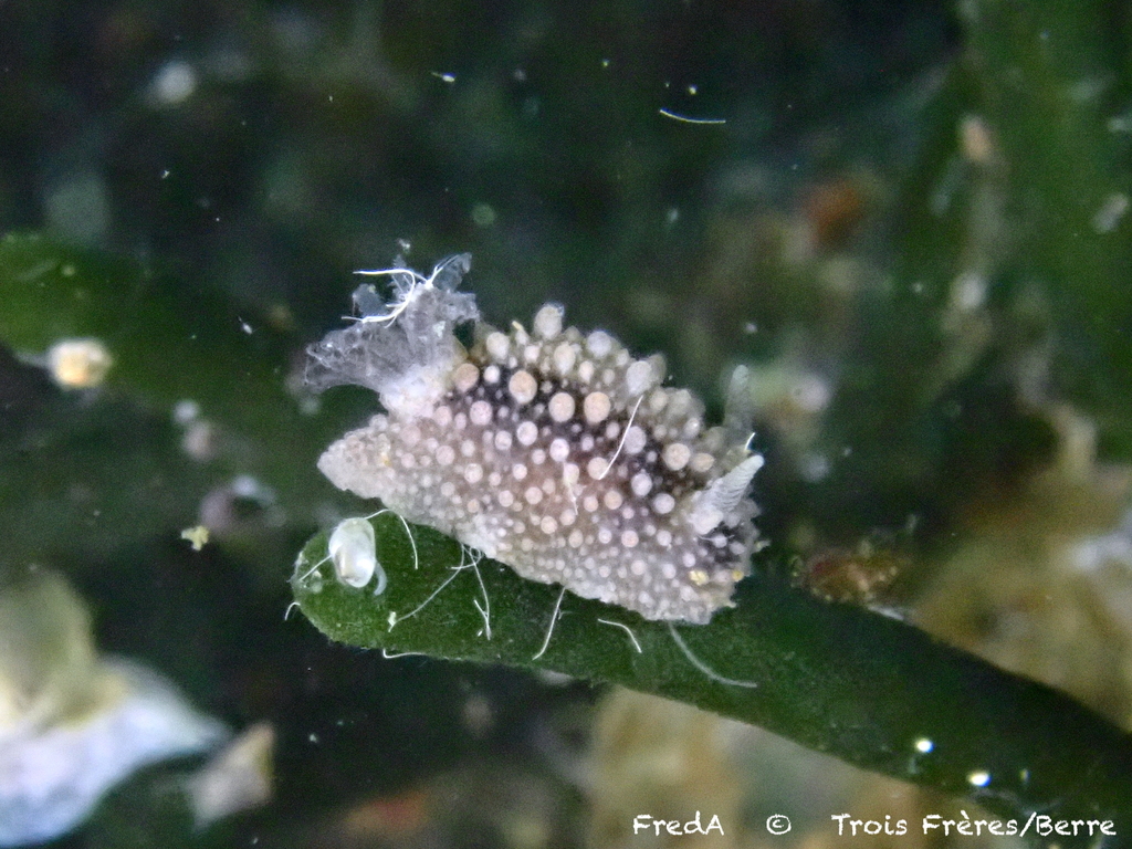 Warty Doris from Bouches-du-Rhône, Provence-Alpes-Côte d'Azur, FR on ...
