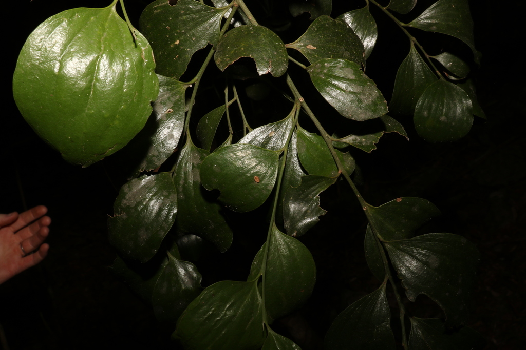 Broad Leaved Native Cherry from Kingsholme QLD 4208, Australia on ...