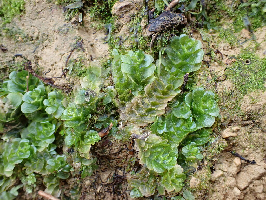 Treubia lacunosa from Moonshine Valley, New Zealand on August 26, 2023 ...