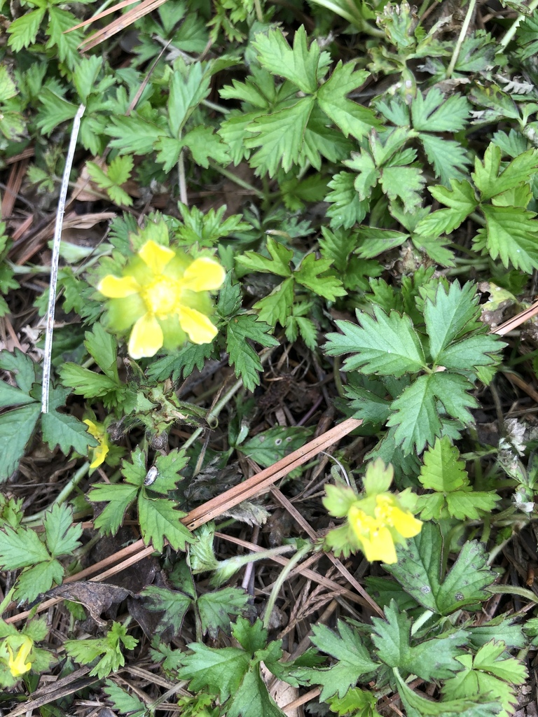Yellowflower Mock strawberry from 159 Sunset Ln, Madison, MS, US on ...