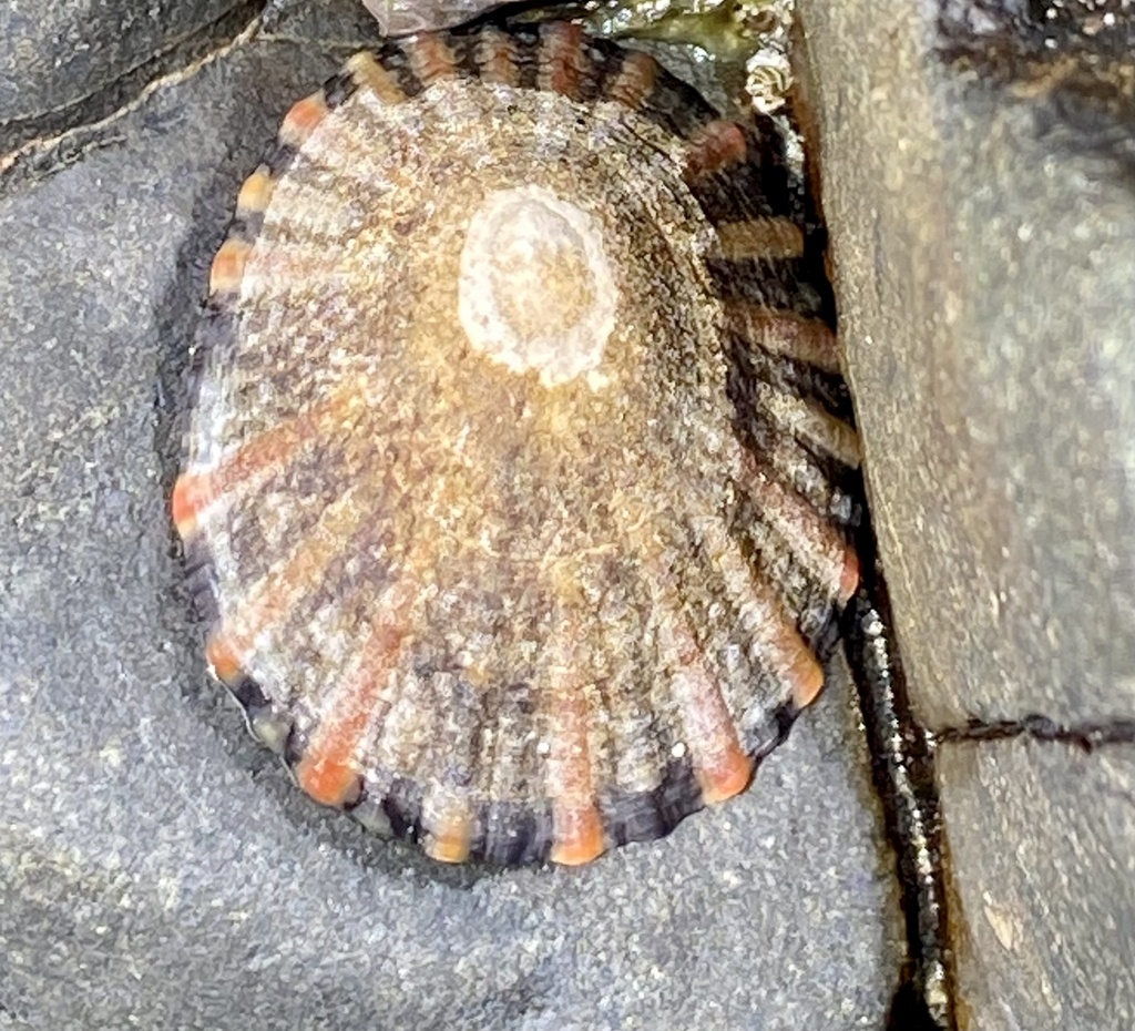 Variegated limpet from Scotts Head, NSW, AU on August 27, 2023 at 10:08 ...