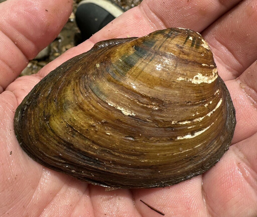 Tennessee Clubshell from Paint Rock River, near Serotas Spring, Jackson ...