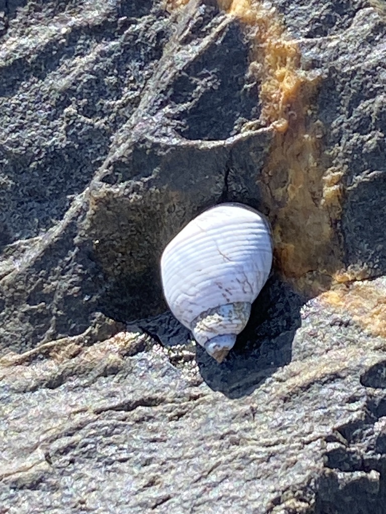 Little Blue Periwinkle from Scotts Head, NSW, AU on August 27, 2023 at ...