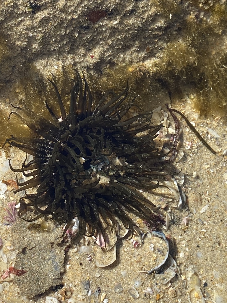 Green snakelock anemone from Scotts Head, NSW, AU on August 27, 2023 at ...