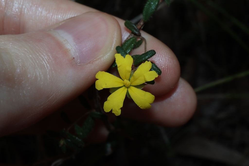 trailing guinea flower from Hornsby - North, New South Wales, Australia ...