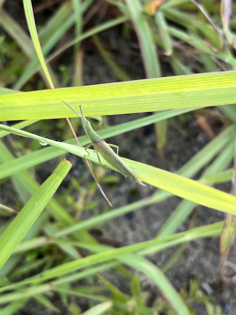 Atractomorpha sinensis from 笠利町大字佐仁, 奄美市, 鹿児島県, JP on August 27, 2023 ...