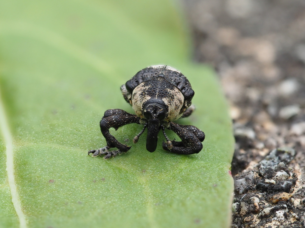 Sternuchopsis trifida from 殿様林緑地, 富山市, 富山県, JP on May 14, 2022 at 02:40 ...