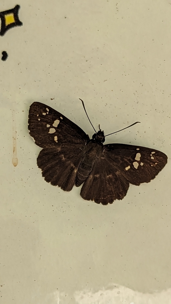 White-banded Flat from 日石ビレッジ on August 27, 2023 at 10:09 AM by Luke ...