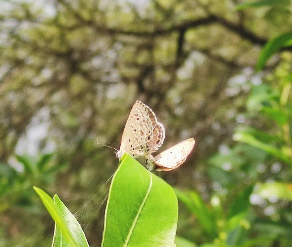 Lime Blue from Peacock Hill, Sanjay Van, G5MJ+964 Mayur Hill, Qila Rai ...
